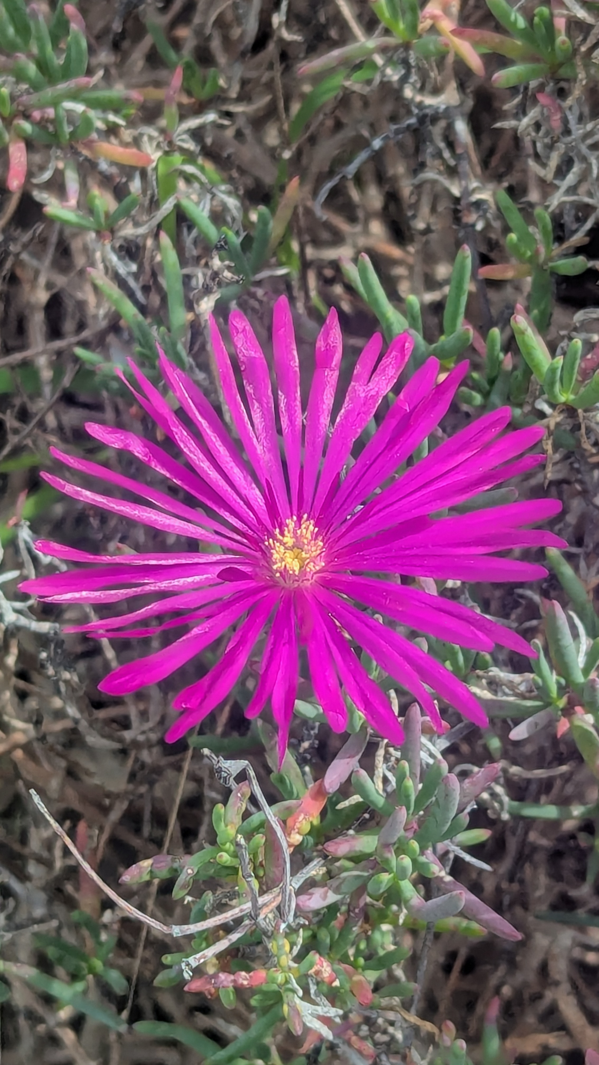 First Flowers of Spring – The Three Cobras Confessional